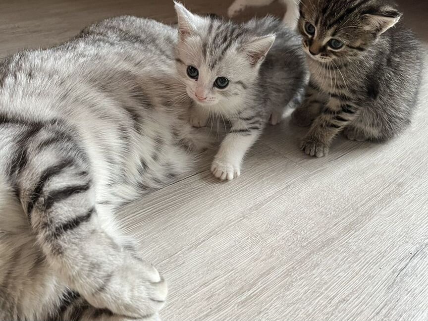 Котята