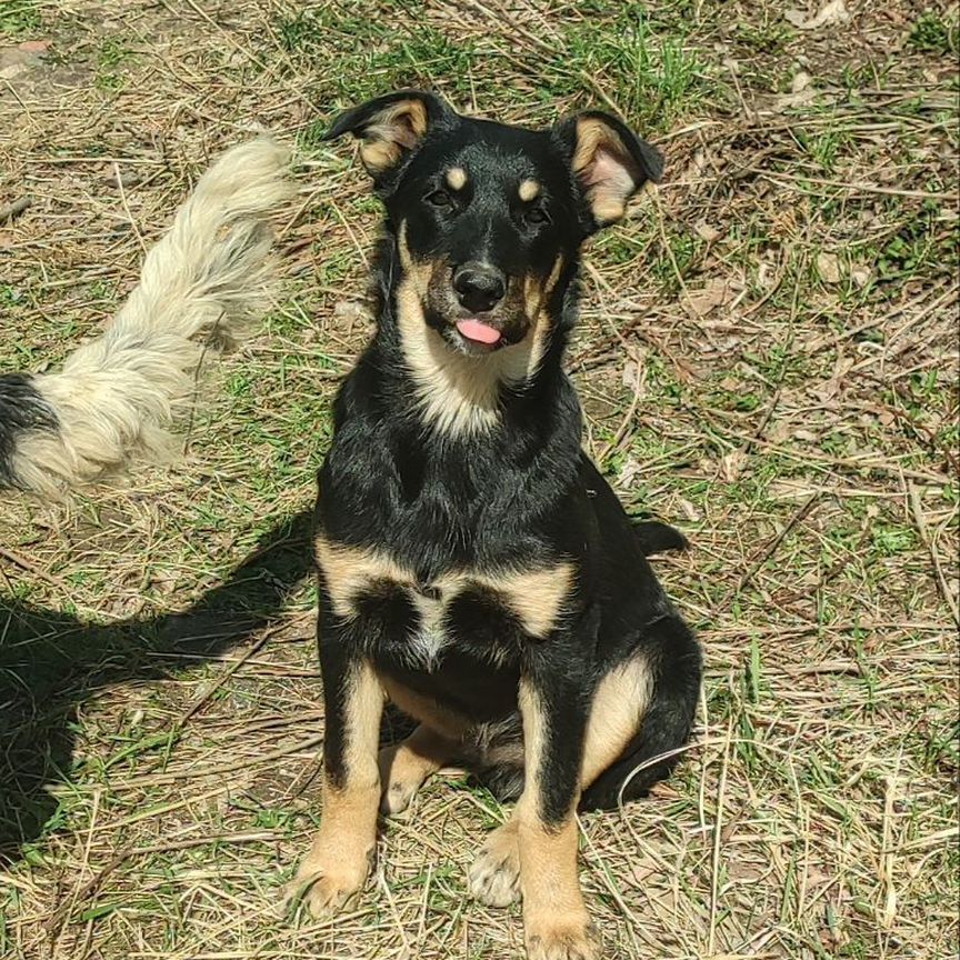 Щенки в добрые руки