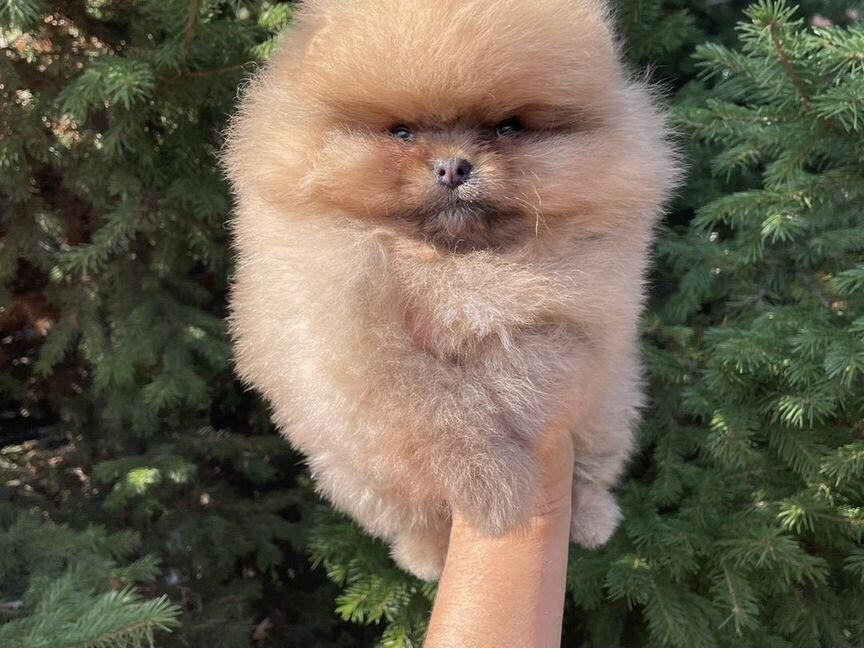 Мальчики померашки