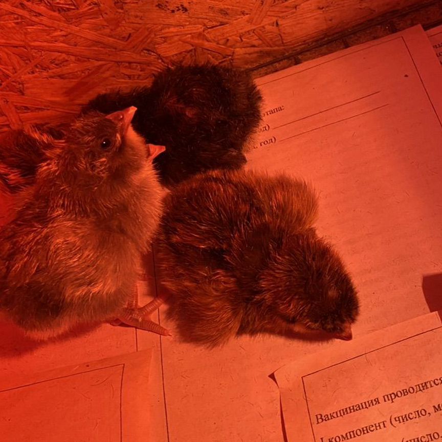 Цыплята суточные