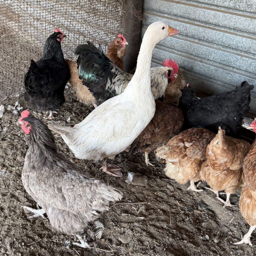 Гусыня на племя