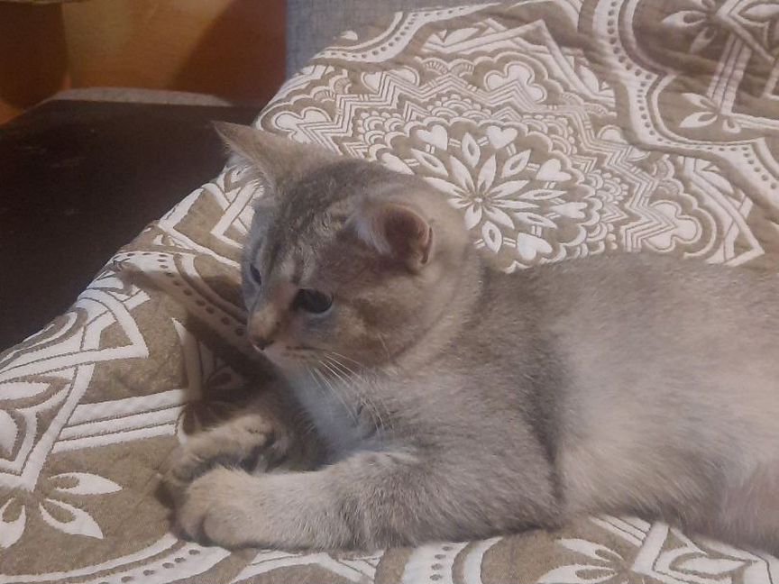 Шотландские