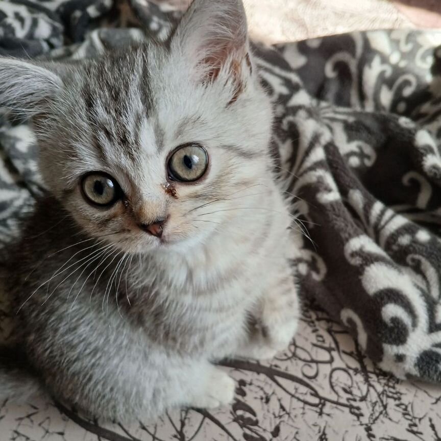 Шотландский вислоухий короткошёрстный котёнок