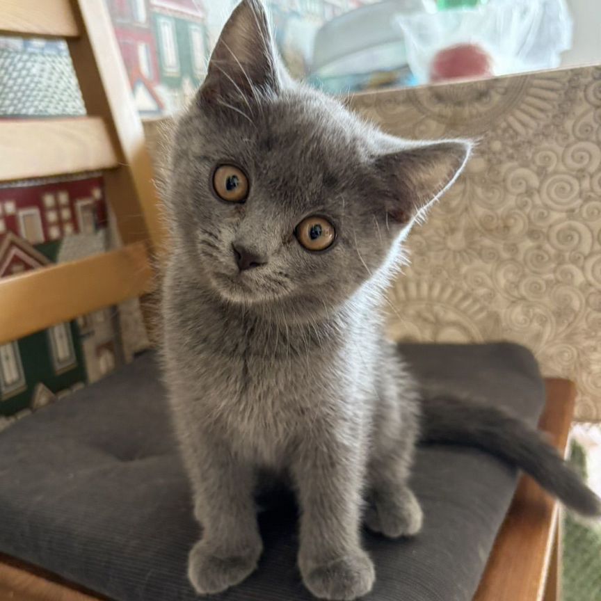 Шотландский прямоухий короткошёрстный котёнок
