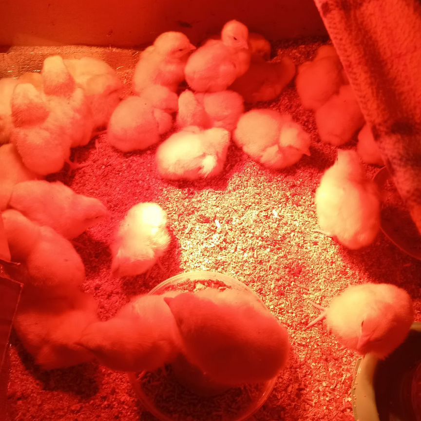 Цыплята бройлеры кобб 500