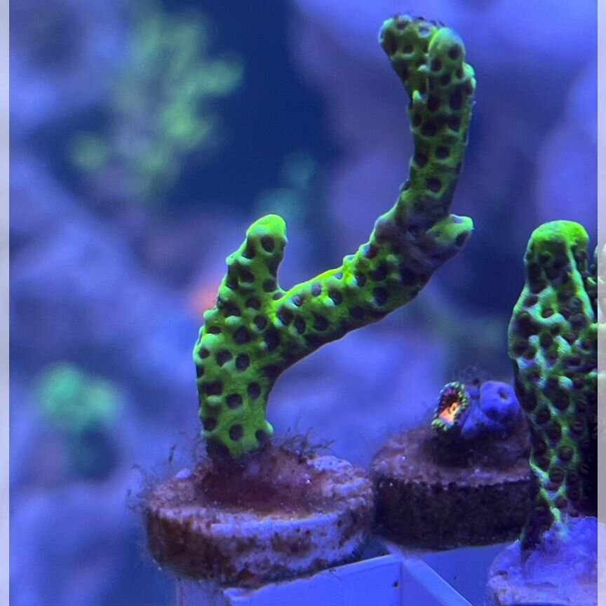 Кораллы для аквариума