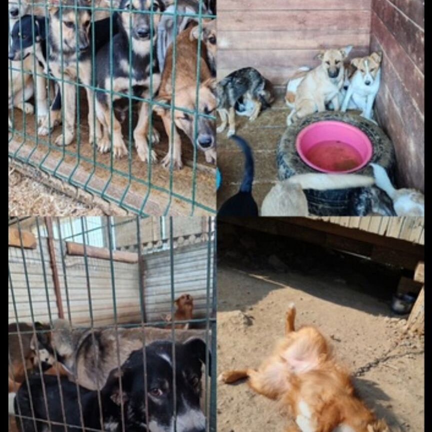 Очень много щенков и мелких собак