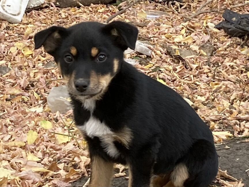 Щенок в добрые руки