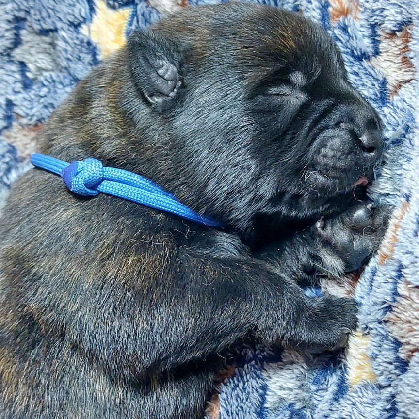 Голландская овчарка