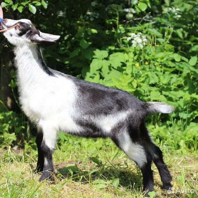 Чистопородные альпийские козлики