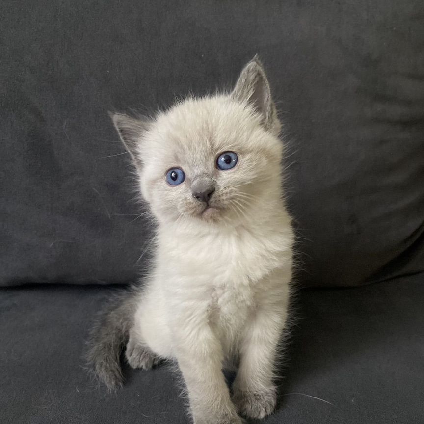 Шотландские котятки