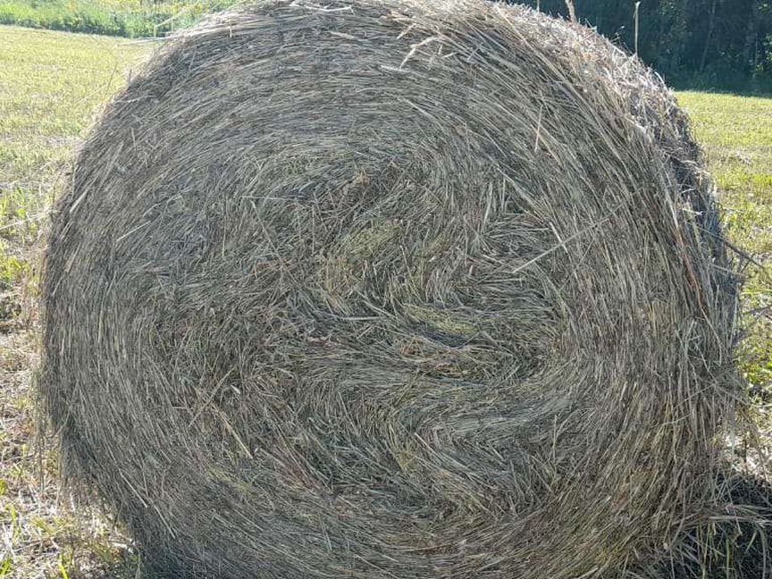 Сено солома