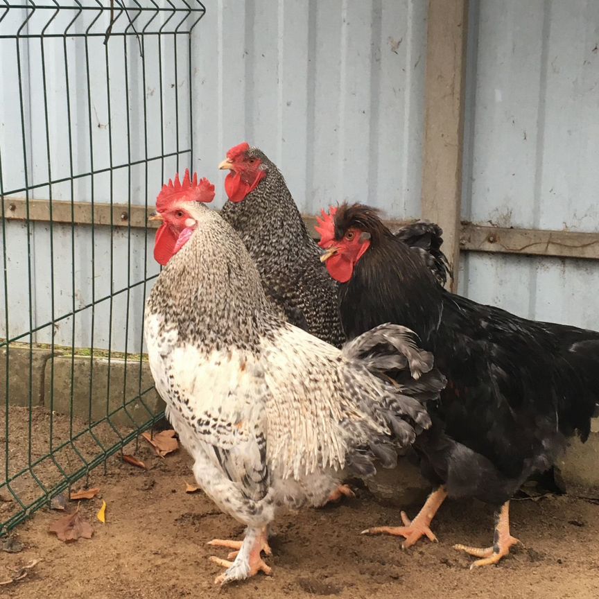 Молодые петухи 7 мес. (продажа,обмен)