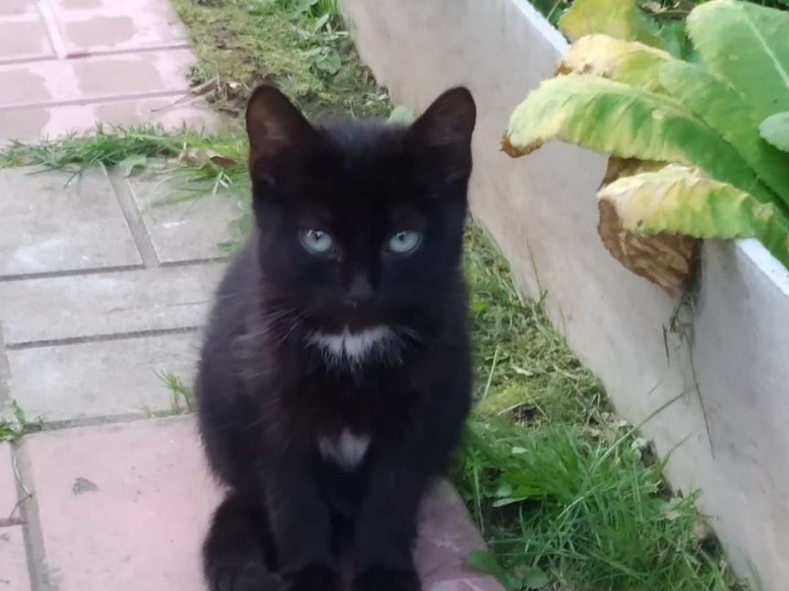 Черный котенок