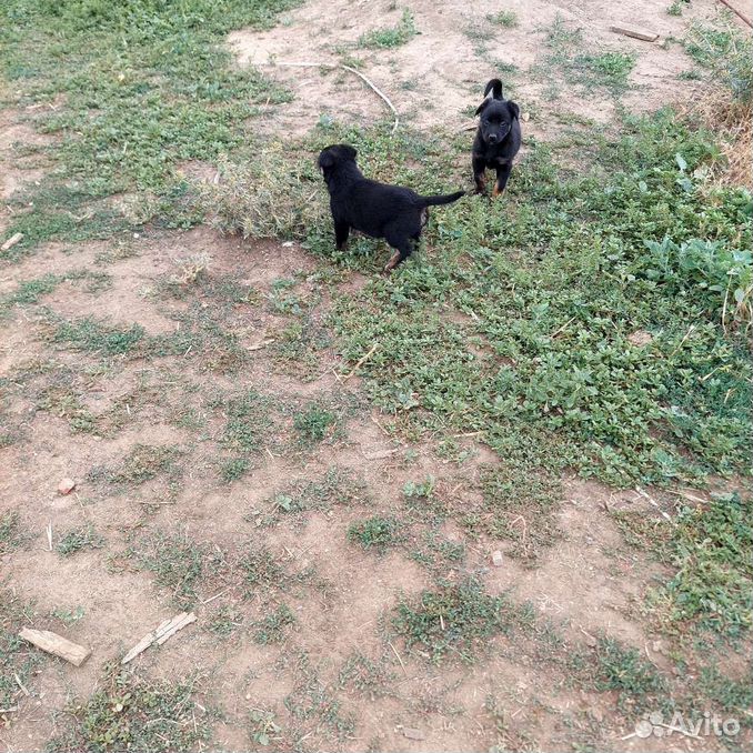 Щенки Келпи