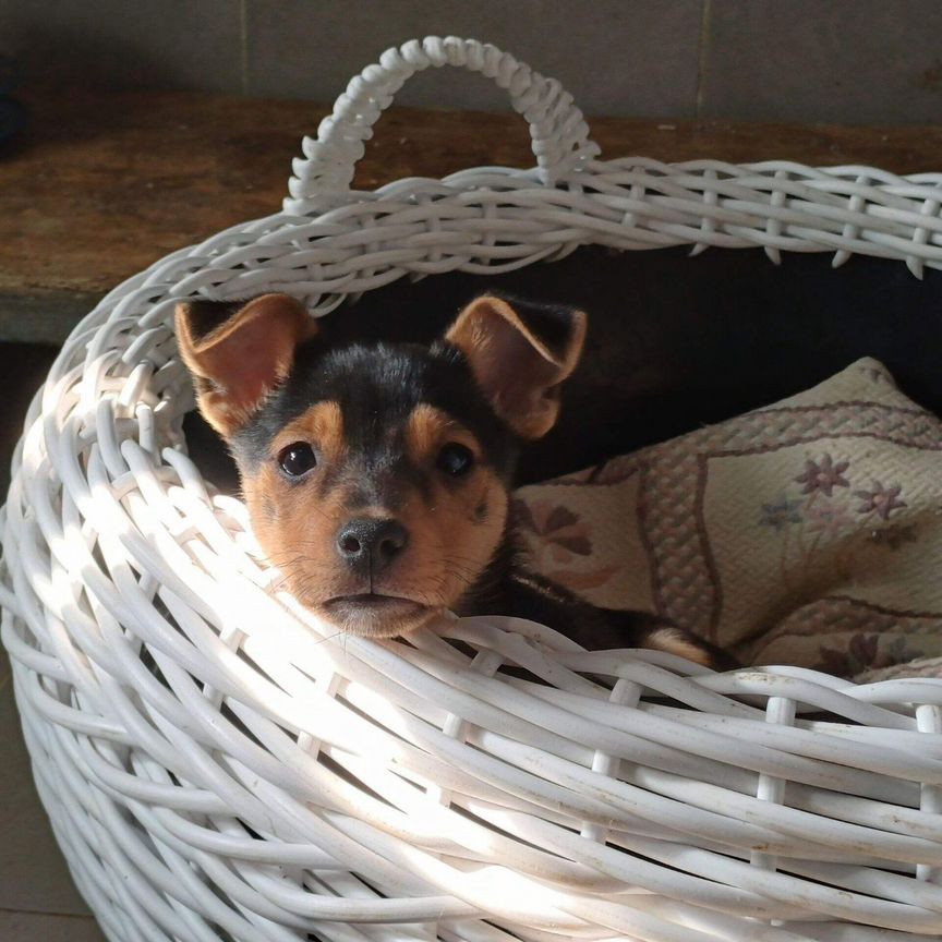 Щенок в добрые руки