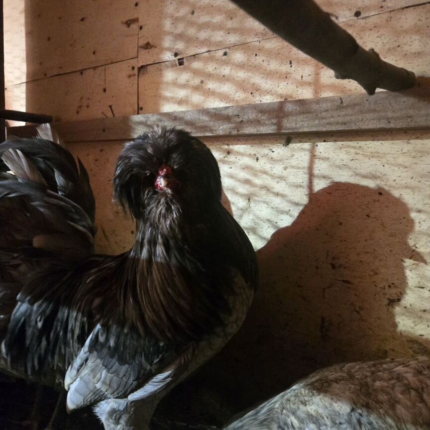 Куры падуаны