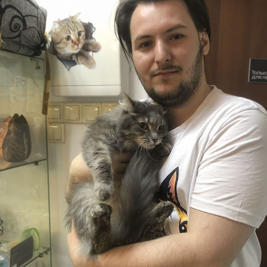 Сибирский, взрослый кот