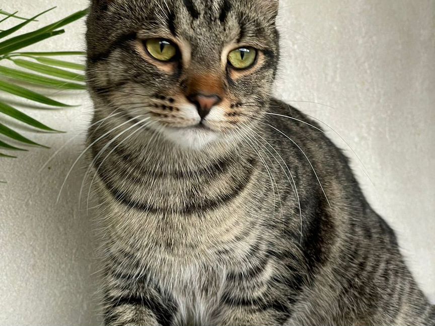 Котик в дар