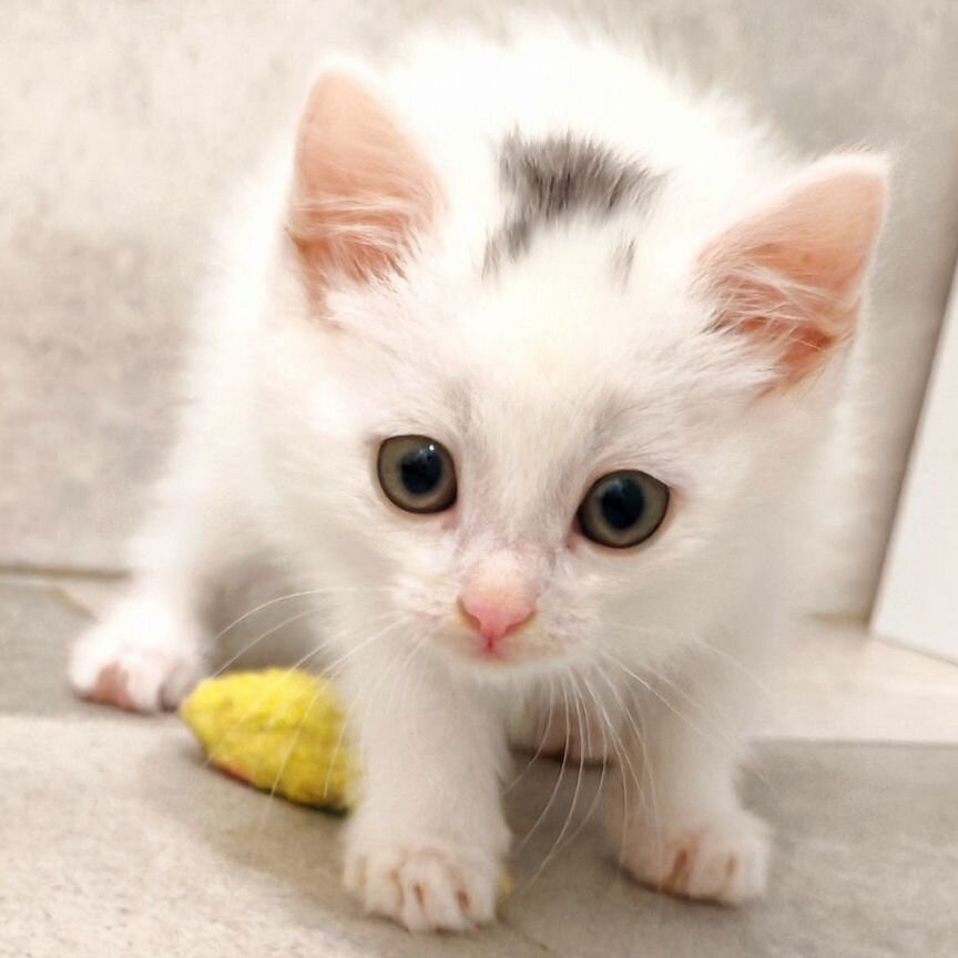 Котенок Павлик Снежок