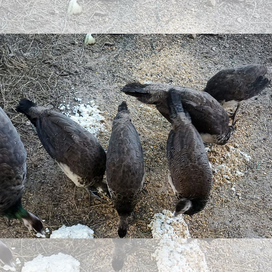 Павлинчики