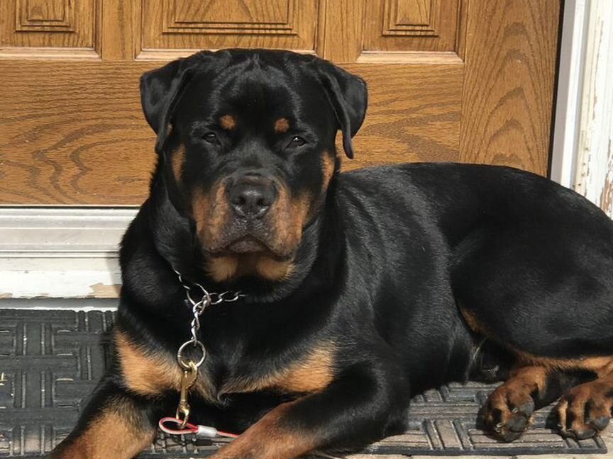 Ротвейлер в добрые руки