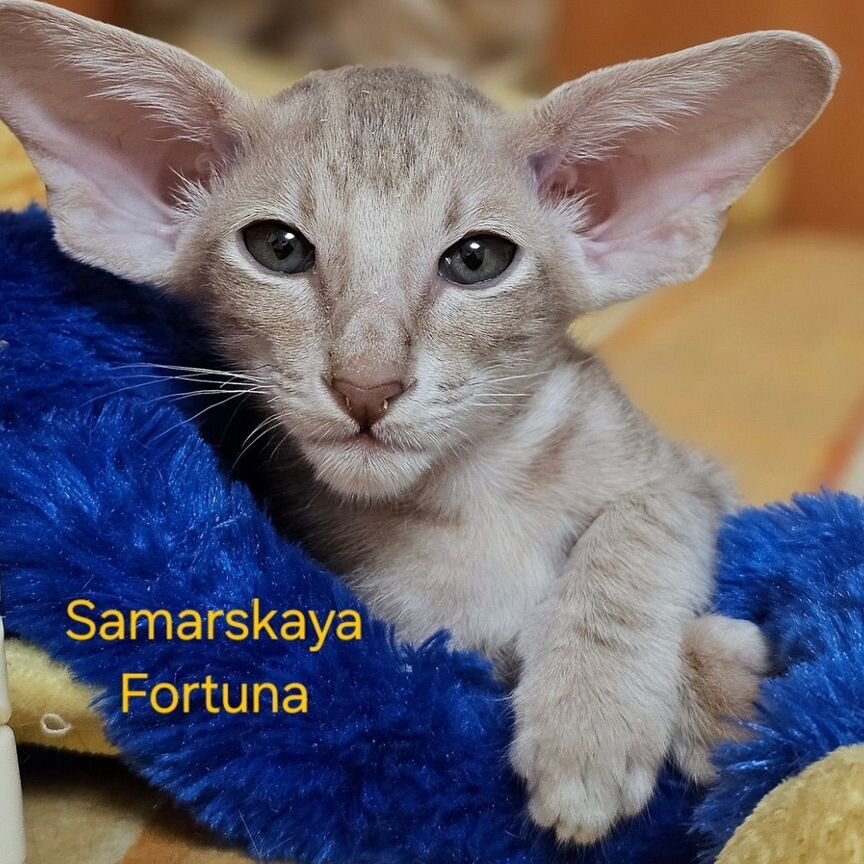 Мраморный мальчик