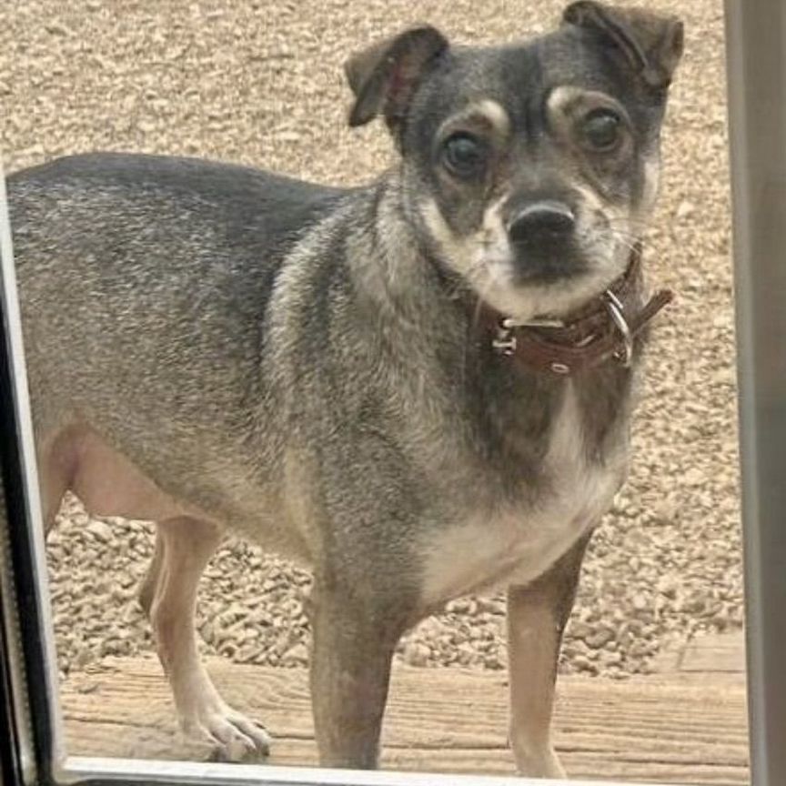 Взрослая собака в добрые руки