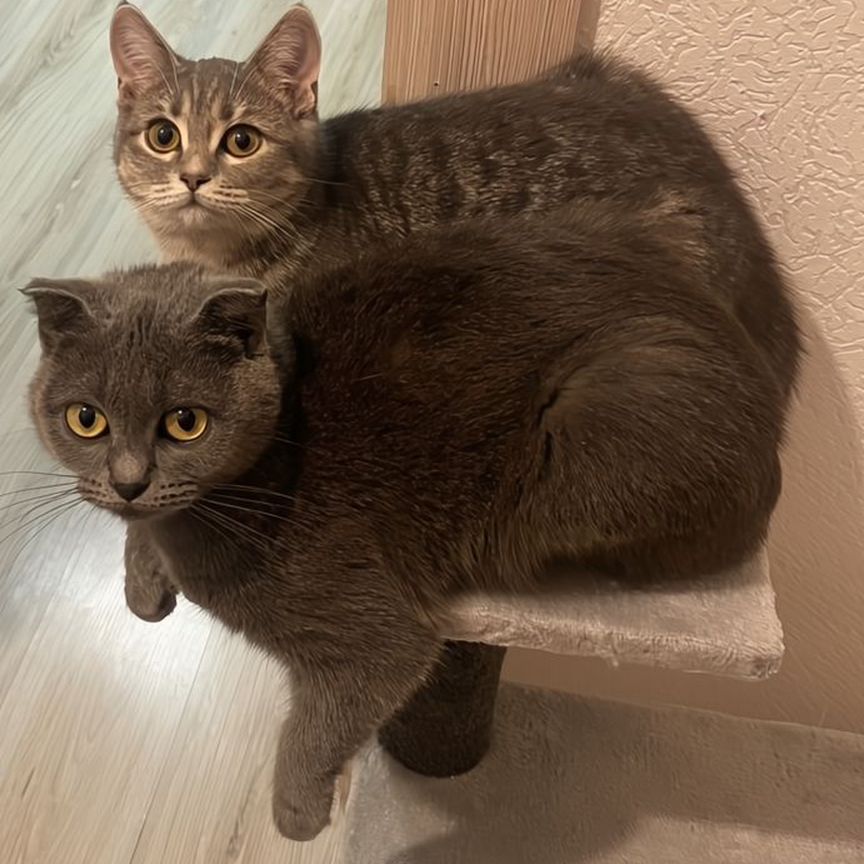 Шотландский вислоухий короткошёрстный котёнок