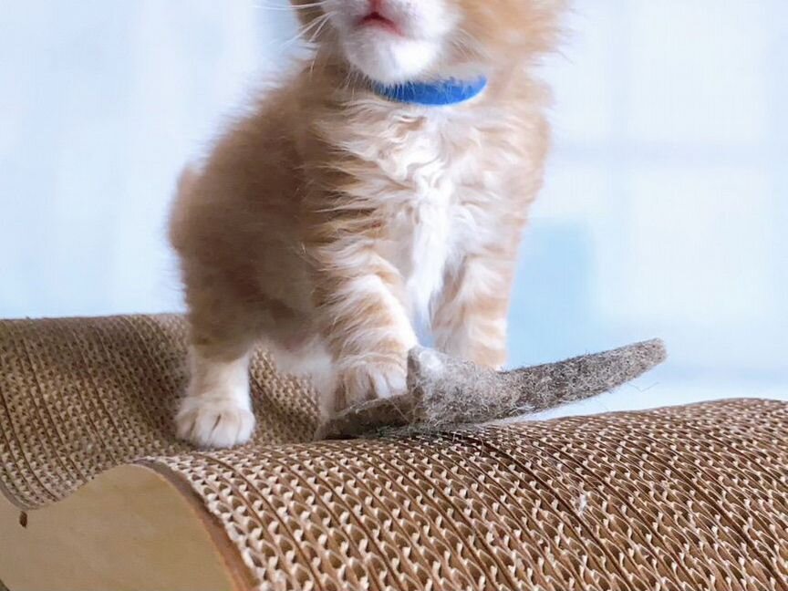 Котята мейн-кун
