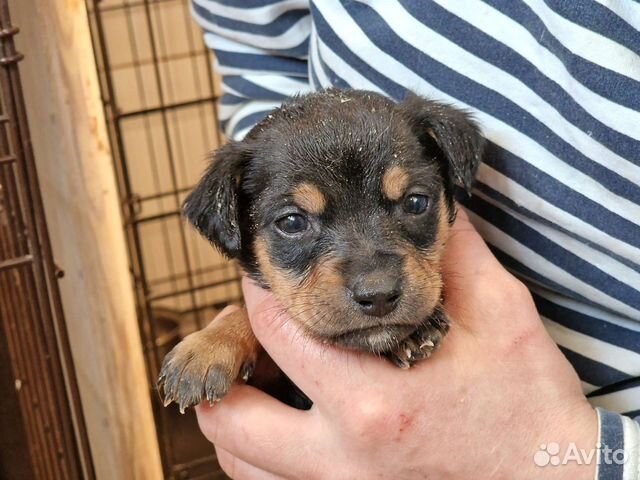 Щенок Анфиса 1 мес. Средний размер. Доставка