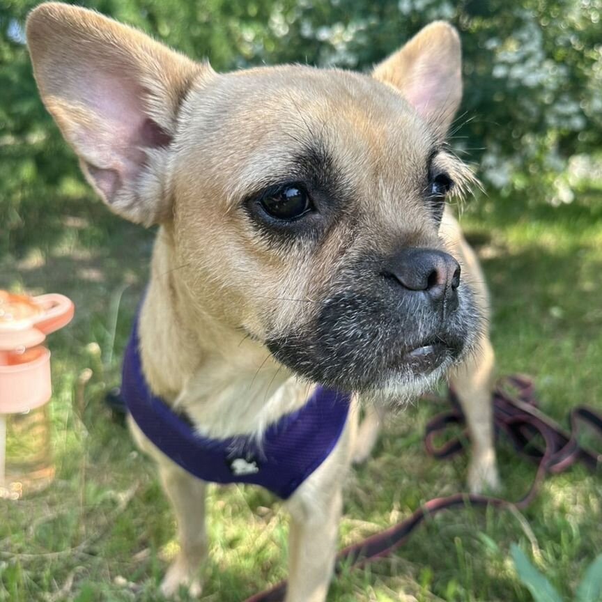 Взрослая собака в добрые руки