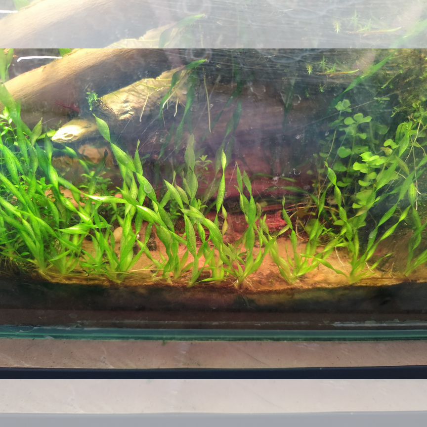 Валлиснерия спиральная и другие растения