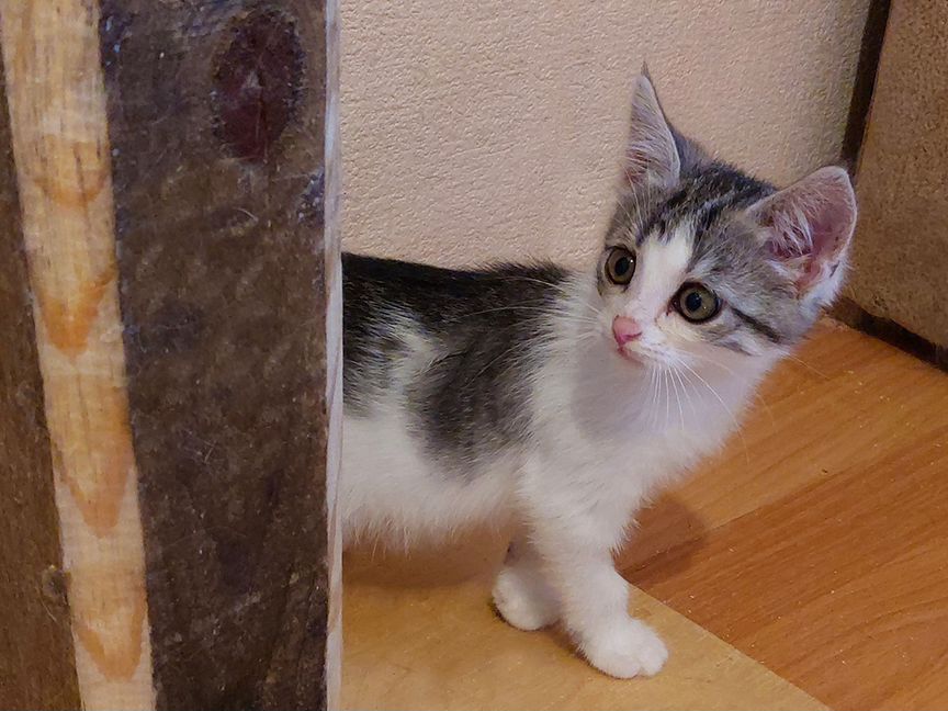 Котёнок девочка добрая весёлая милая хорошая