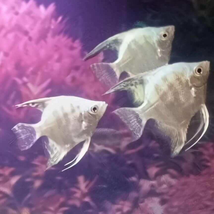 Отдам читайте описания