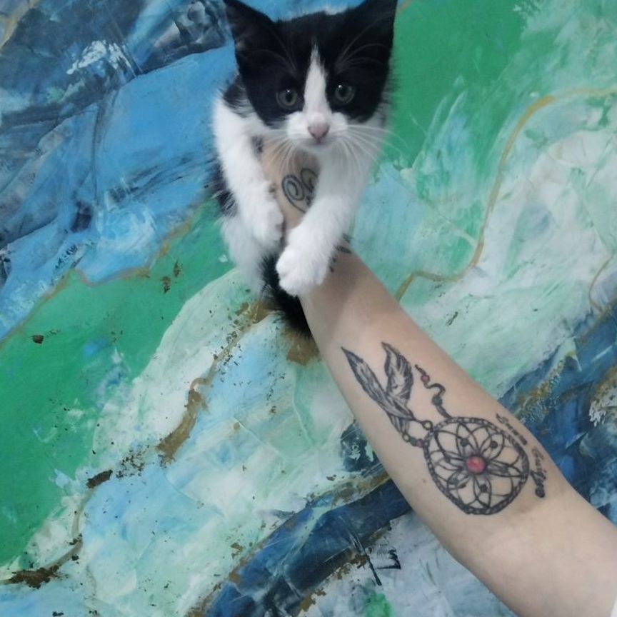 Котята в добрые руки бесплатно девочка