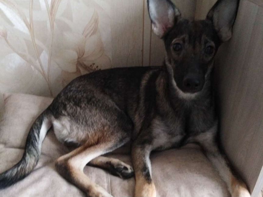 Ума ищет дом