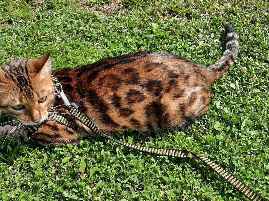 Бенгальская кошка