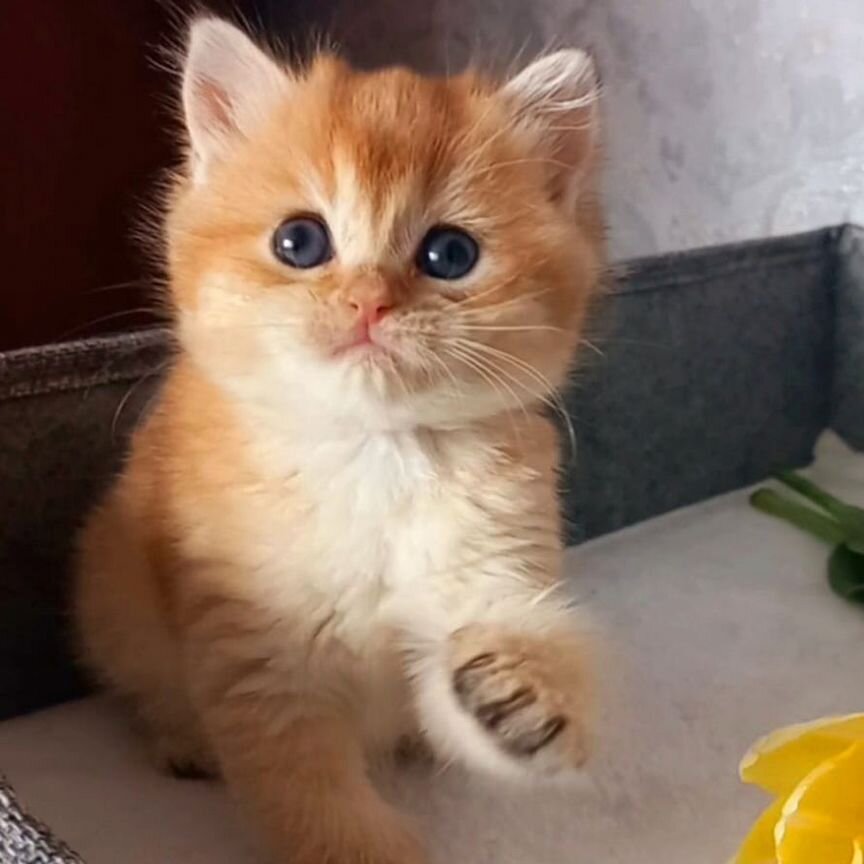 Котята золотая шиншилла