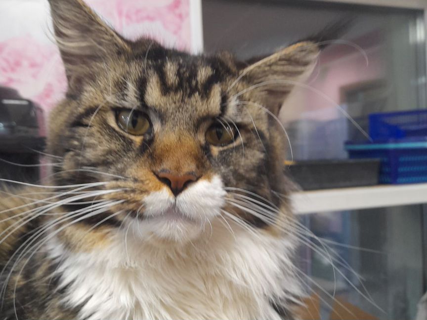 Котята мейн-кун