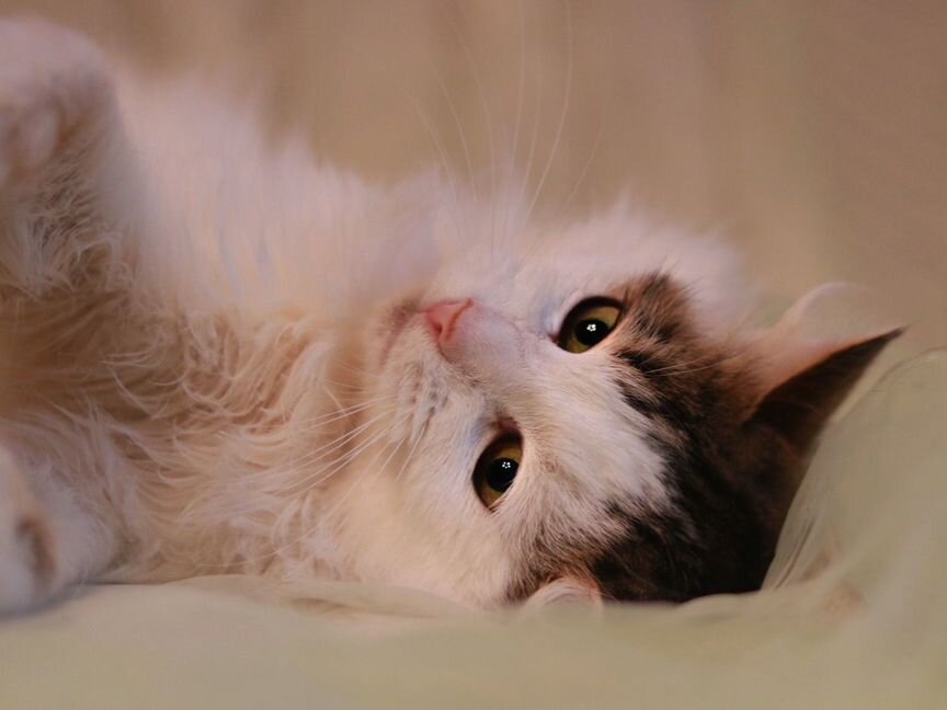 Кот-милашка