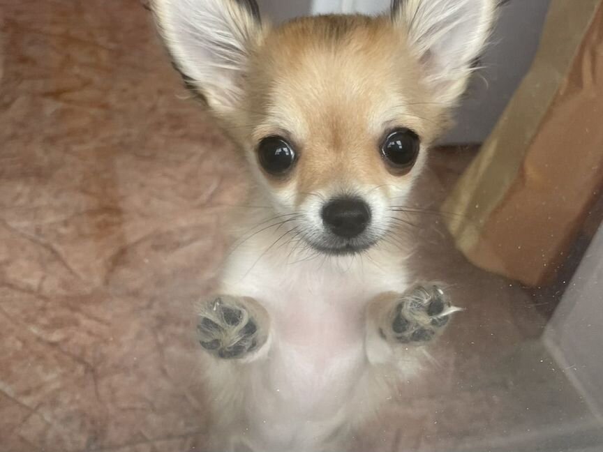 Чихуахуа щенок мальчик