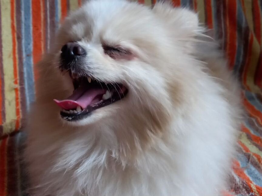 Шпиц в добрые руки