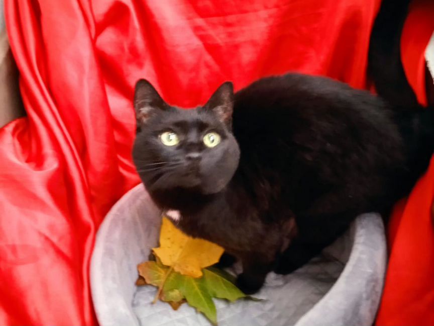 Дашулю просто забыли на передержке