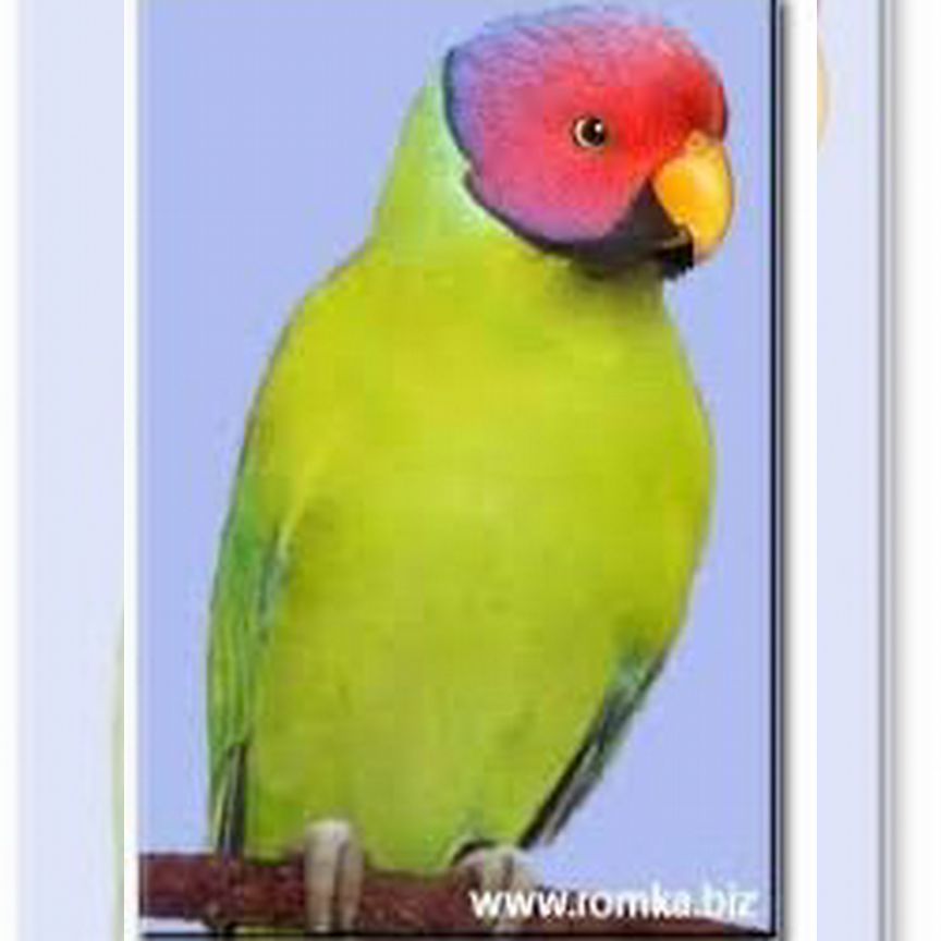 Попугай сливоголовый вместе с клеткой