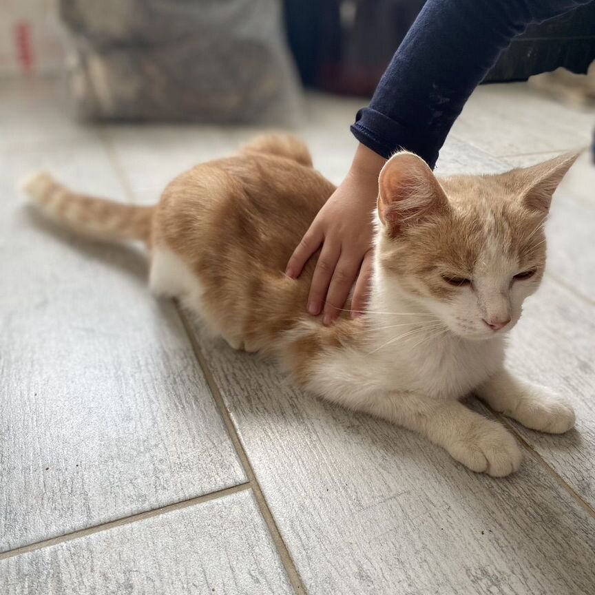 Отдам в добрые руки котят(девочек)