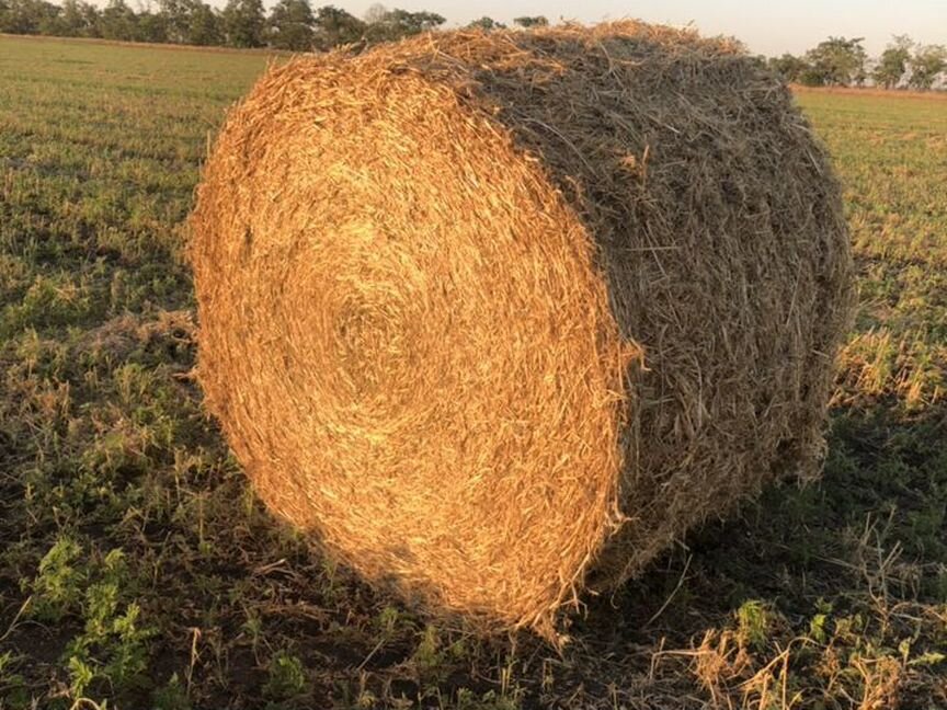 Гороховая солома