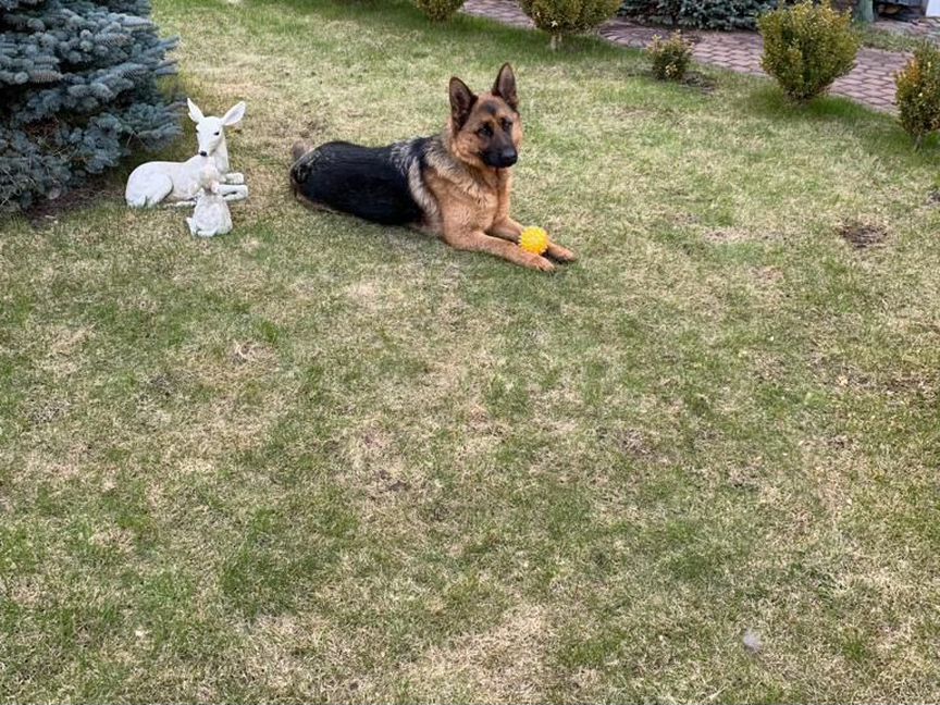 Собака в добрые руки