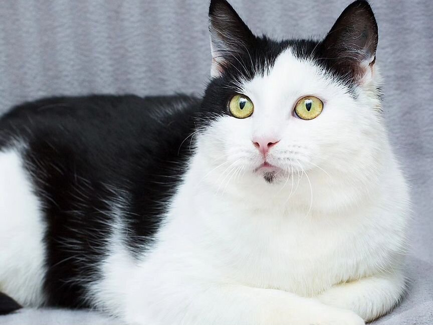 Кошечка Эльза из приюта ищет дом