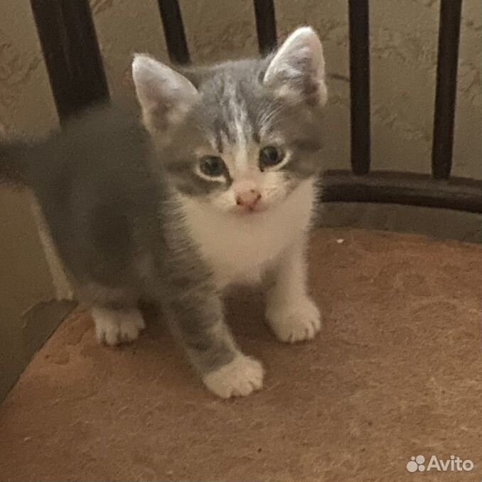 Чудесный котишка очень ждет своих хозяев
